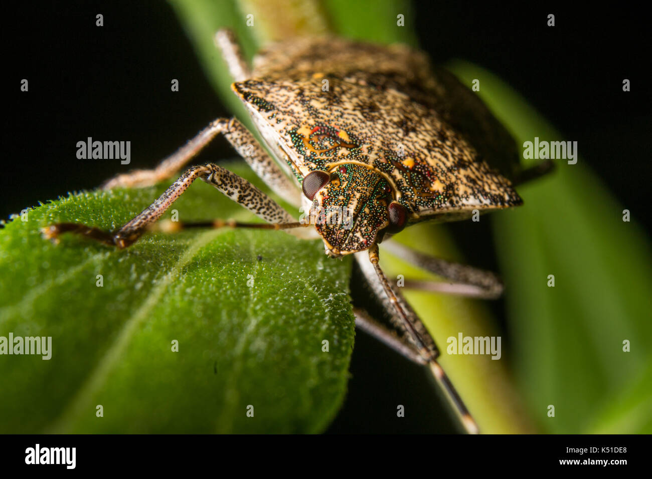 Stink feet hi-res stock photography and images - Alamy