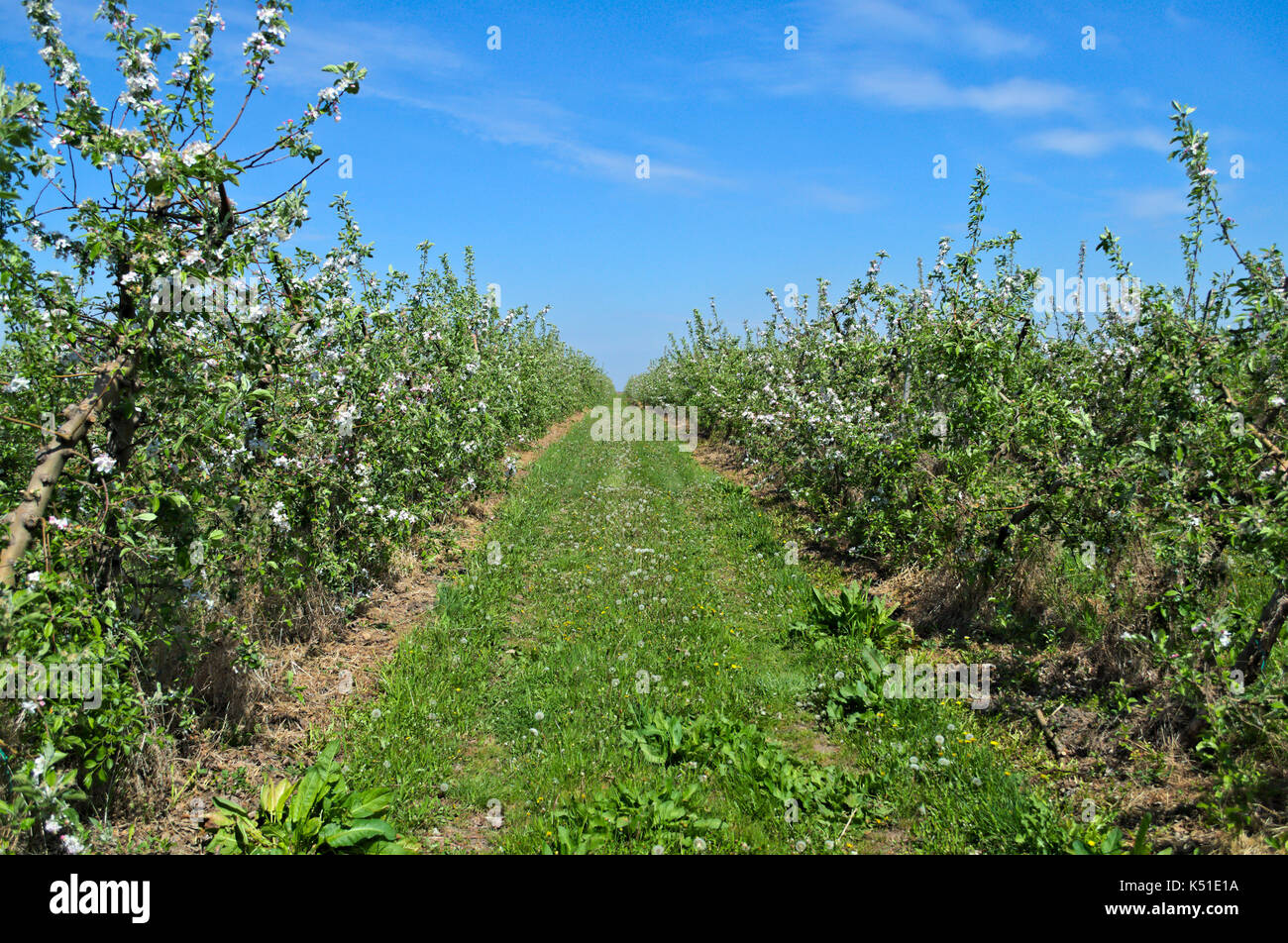 Apple orchard at spring time Stock Photo - Alamy