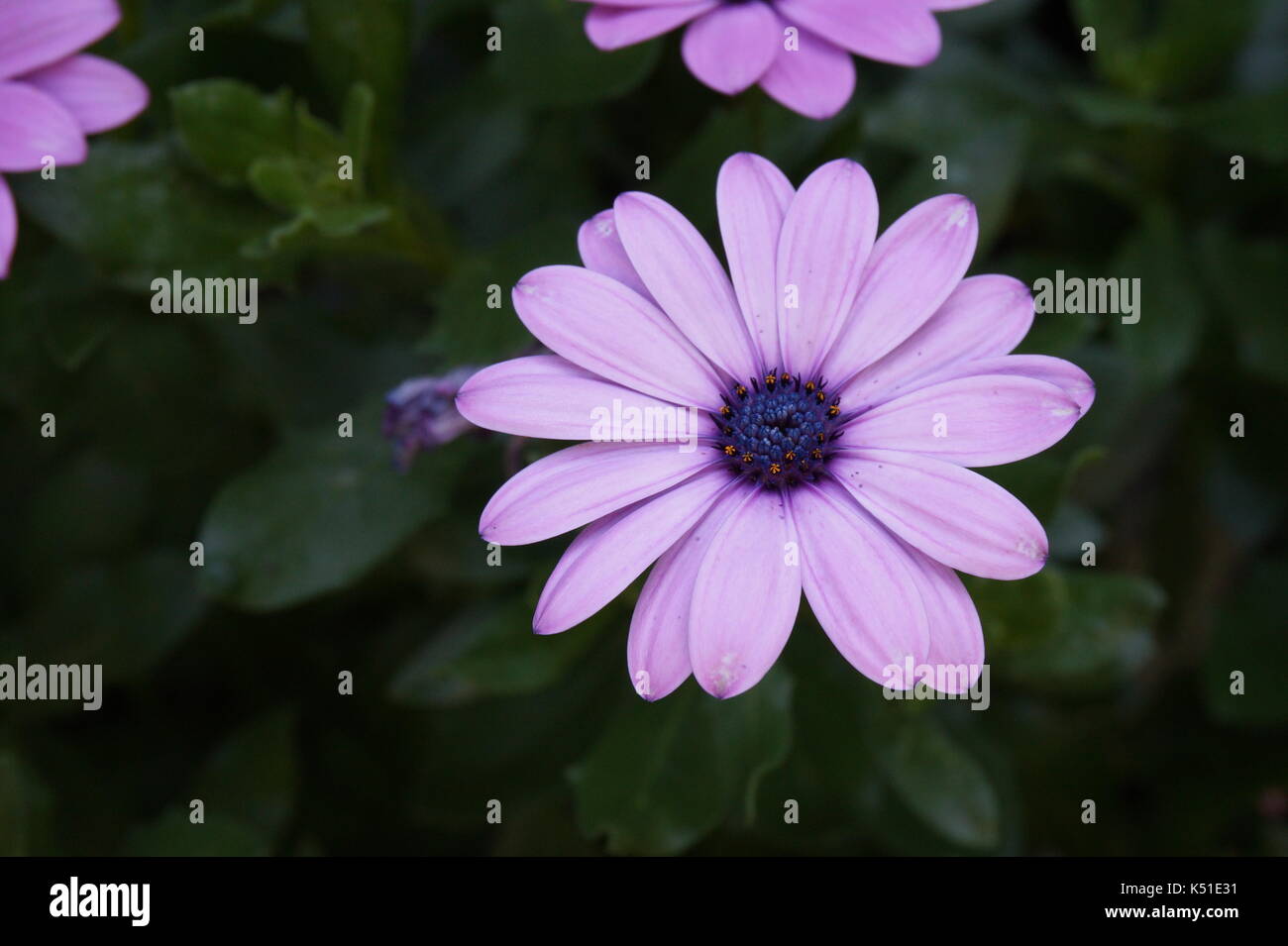 Purple gerbera daisy hi-res stock photography and images - Alamy