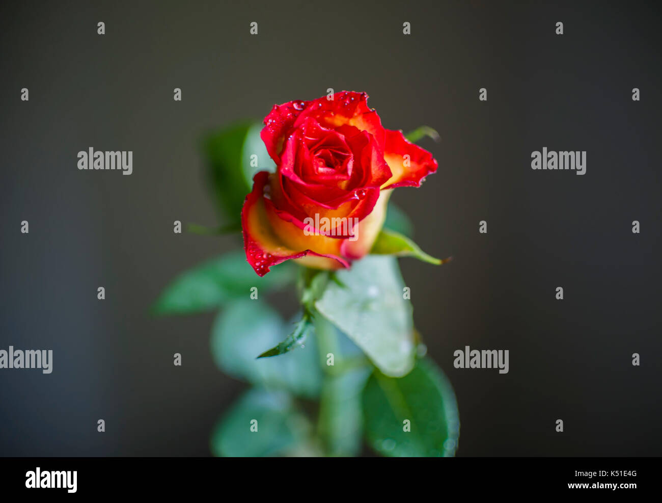 Single red rose - studio shot Stock Photo - Alamy