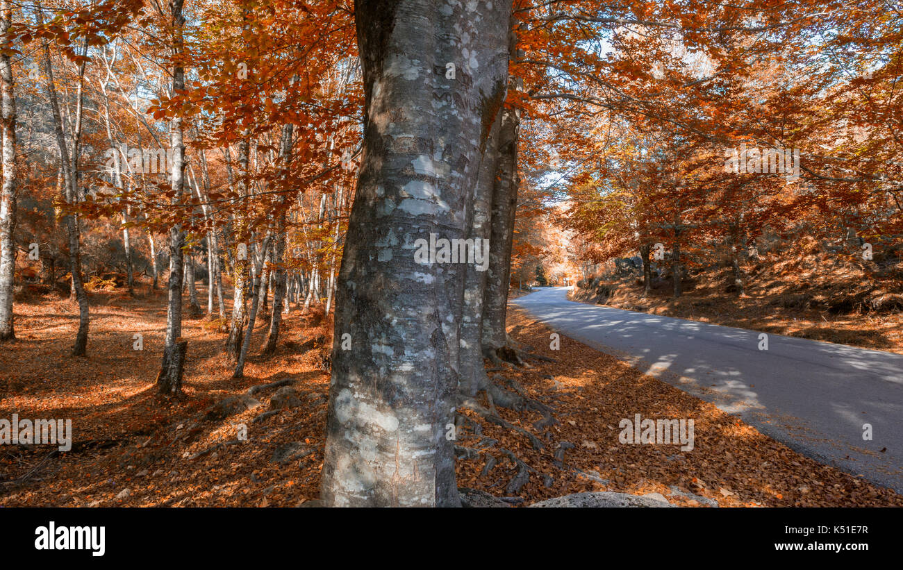 Autumn forest at Mata da Albergaria, Geres National Park, Portugal ...