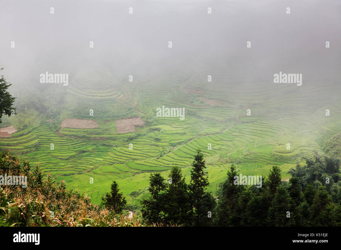 Thailand rice fields around hi-res stock photography and images - Alamy