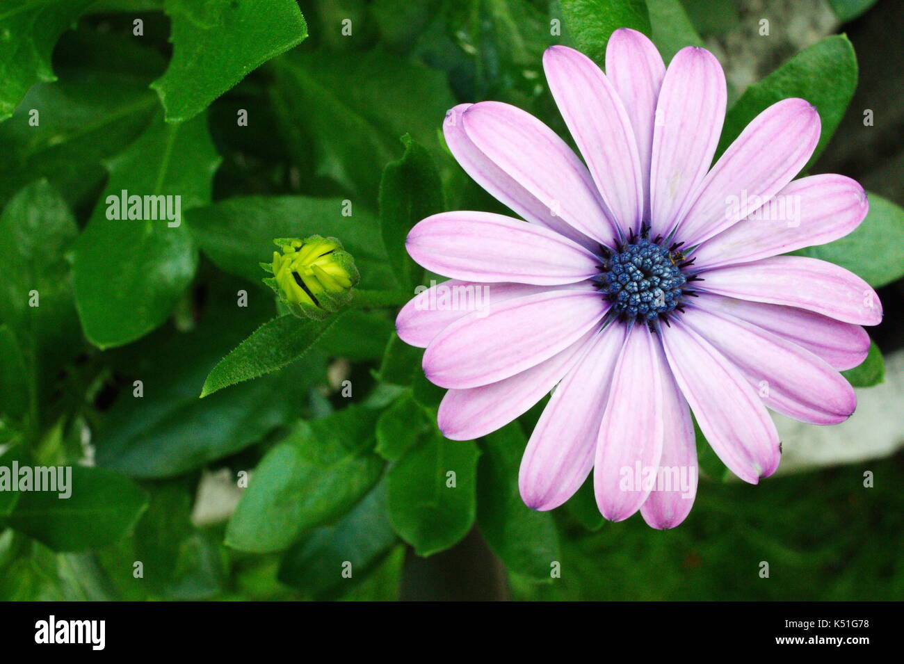 Nice purple flower hi-res stock photography and images - Alamy