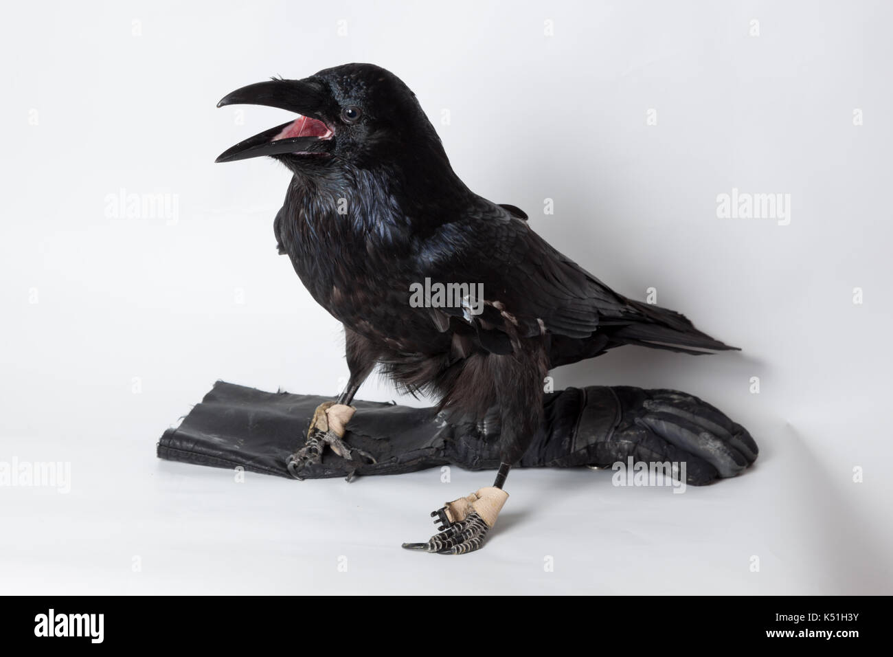 Raven with open mouth hi-res stock photography and images - Alamy