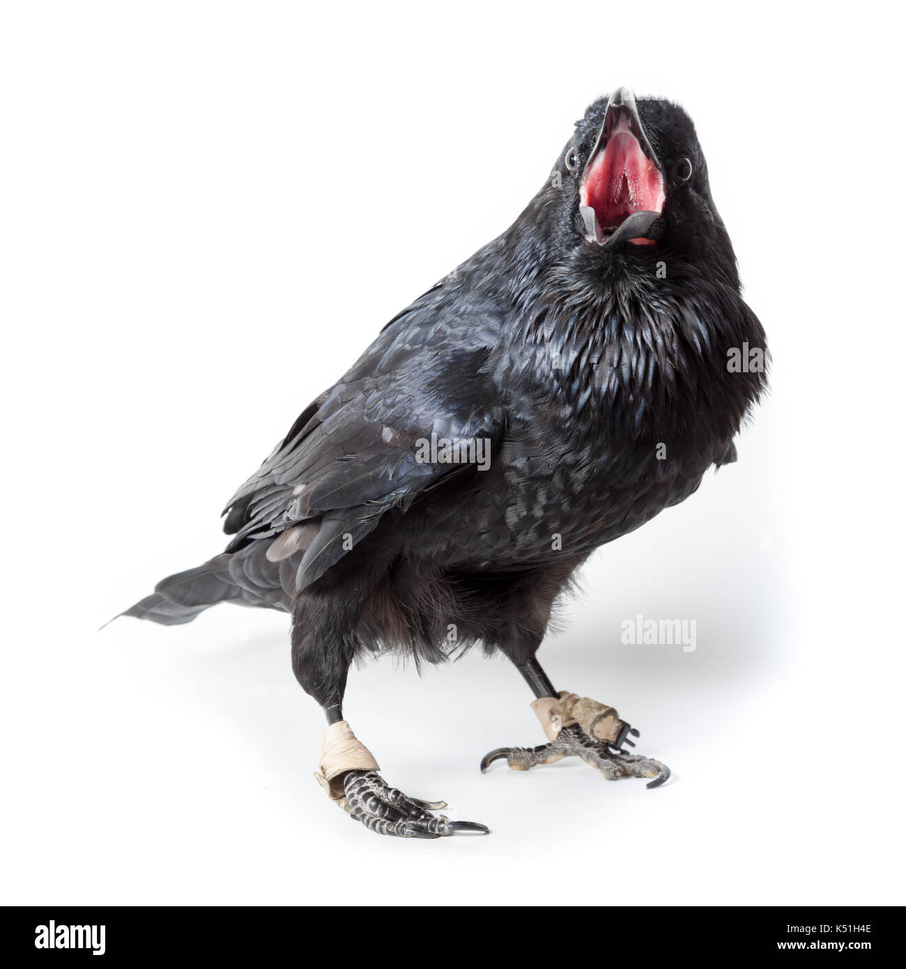 Corvus corax. Common Raven in front of white background, isolated ...
