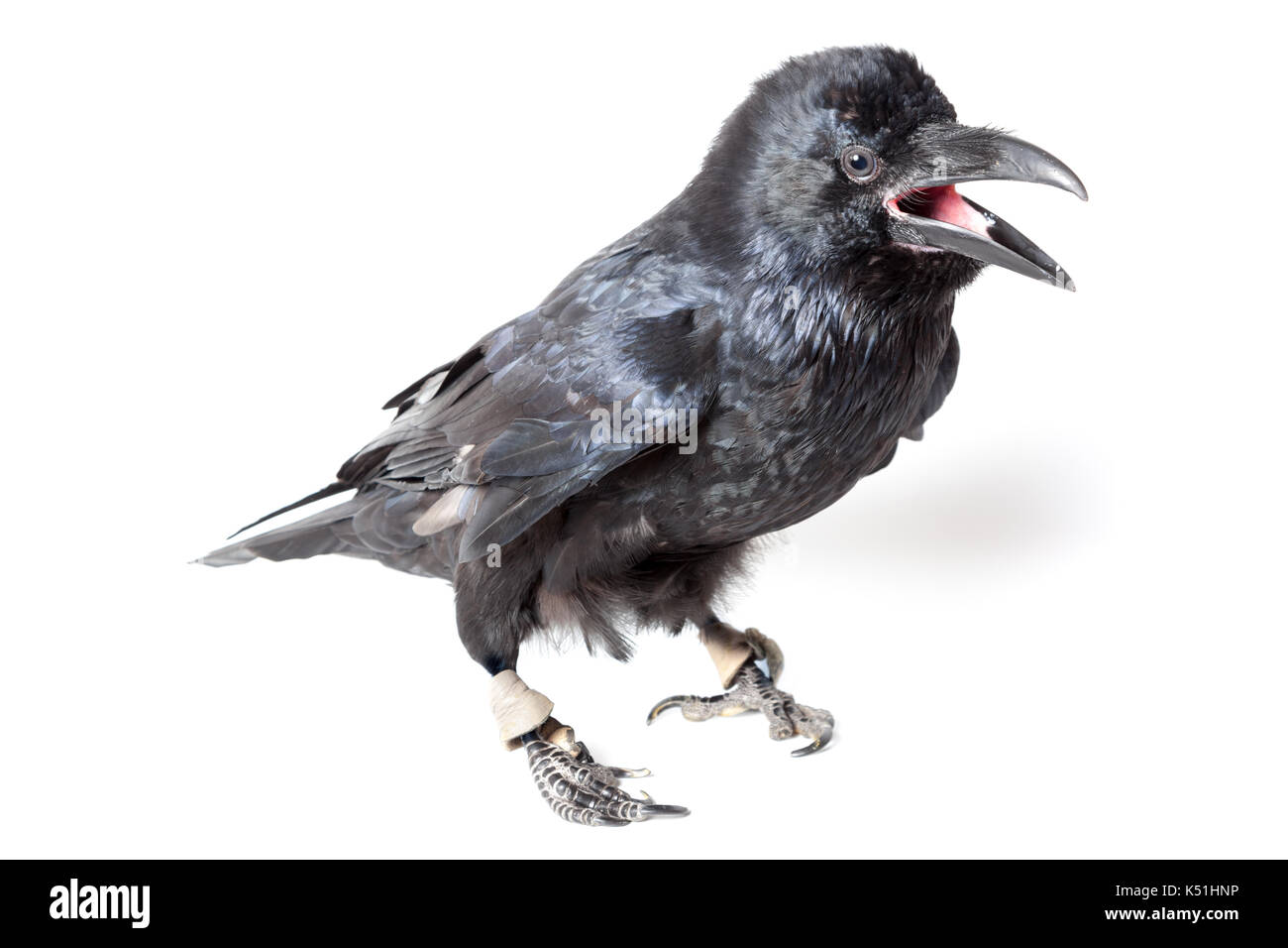 Corvus corax. Common Raven in front of white background, isolated ...
