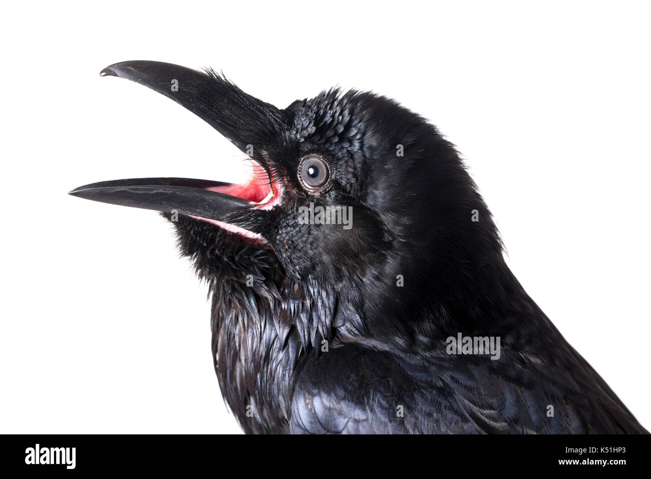 Raven with open mouth hi-res stock photography and images - Alamy