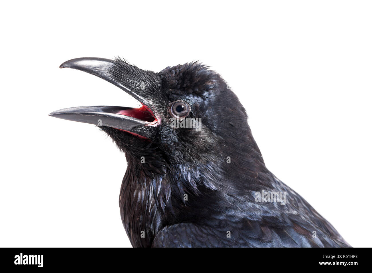 Raven with open mouth hi-res stock photography and images - Alamy