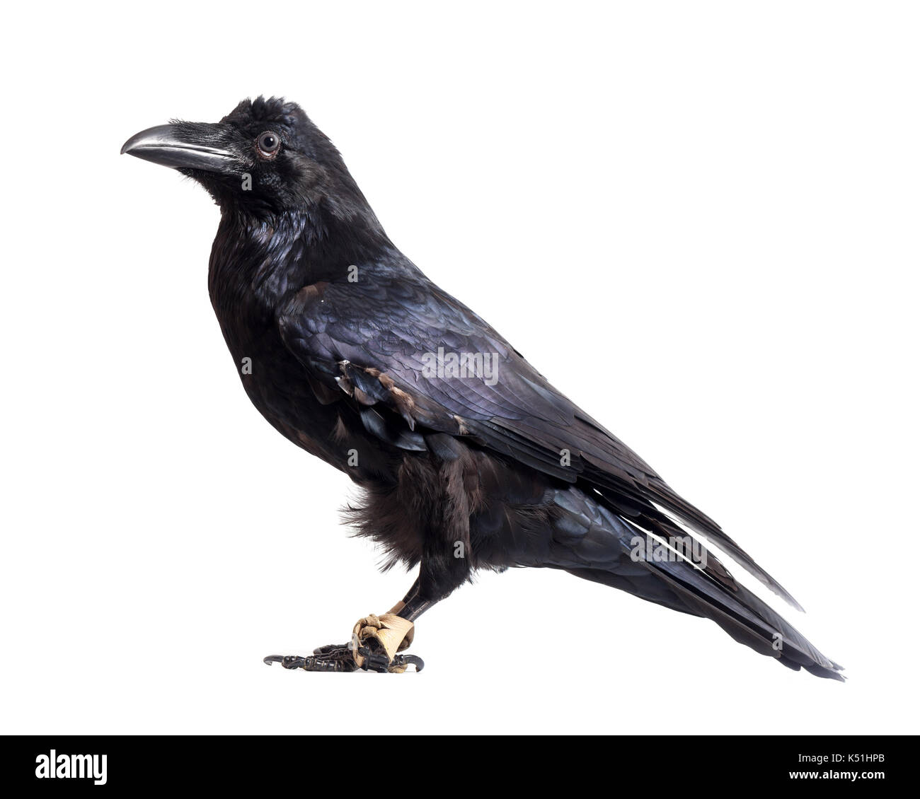 Corvus corax. Common Raven in front of white background, isolated ...