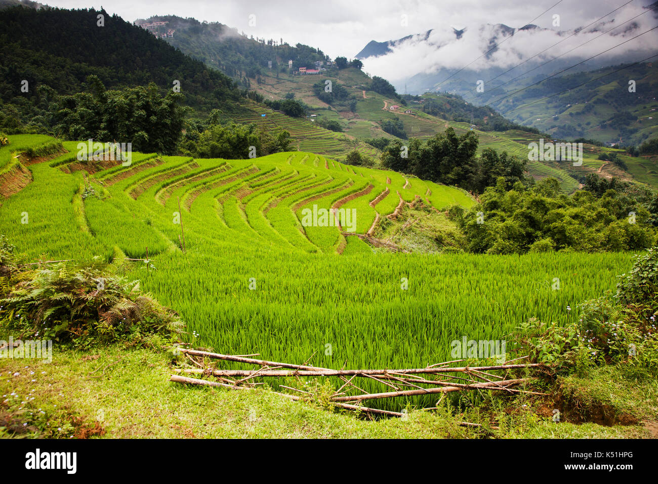 terraced green rice fields around Sa Pa, Vietnam Stock Photo - Alamy