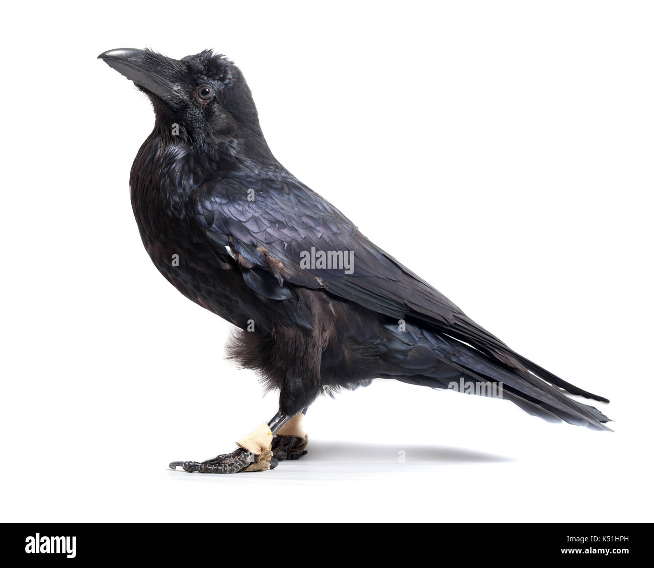 Corvus corax. Common Raven in front of white background, isolated ...