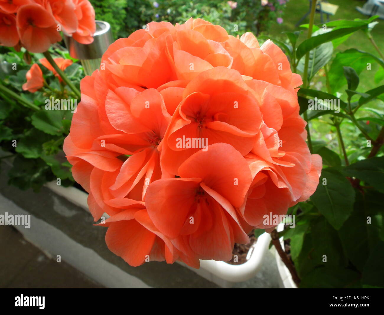 Orange geranium hi-res stock photography and images - Alamy