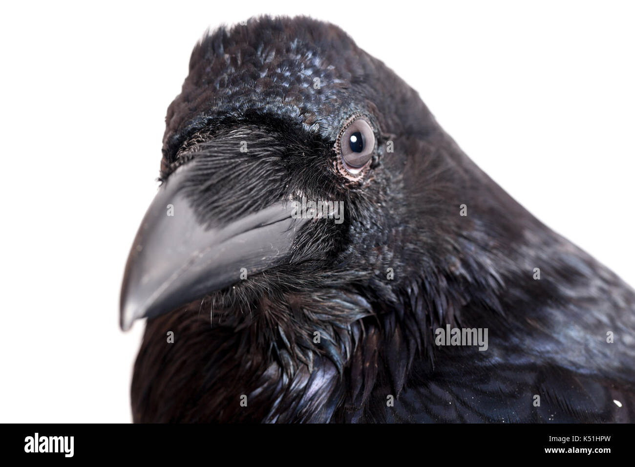 Corvus corax. Common Raven in front of white background, isolated ...