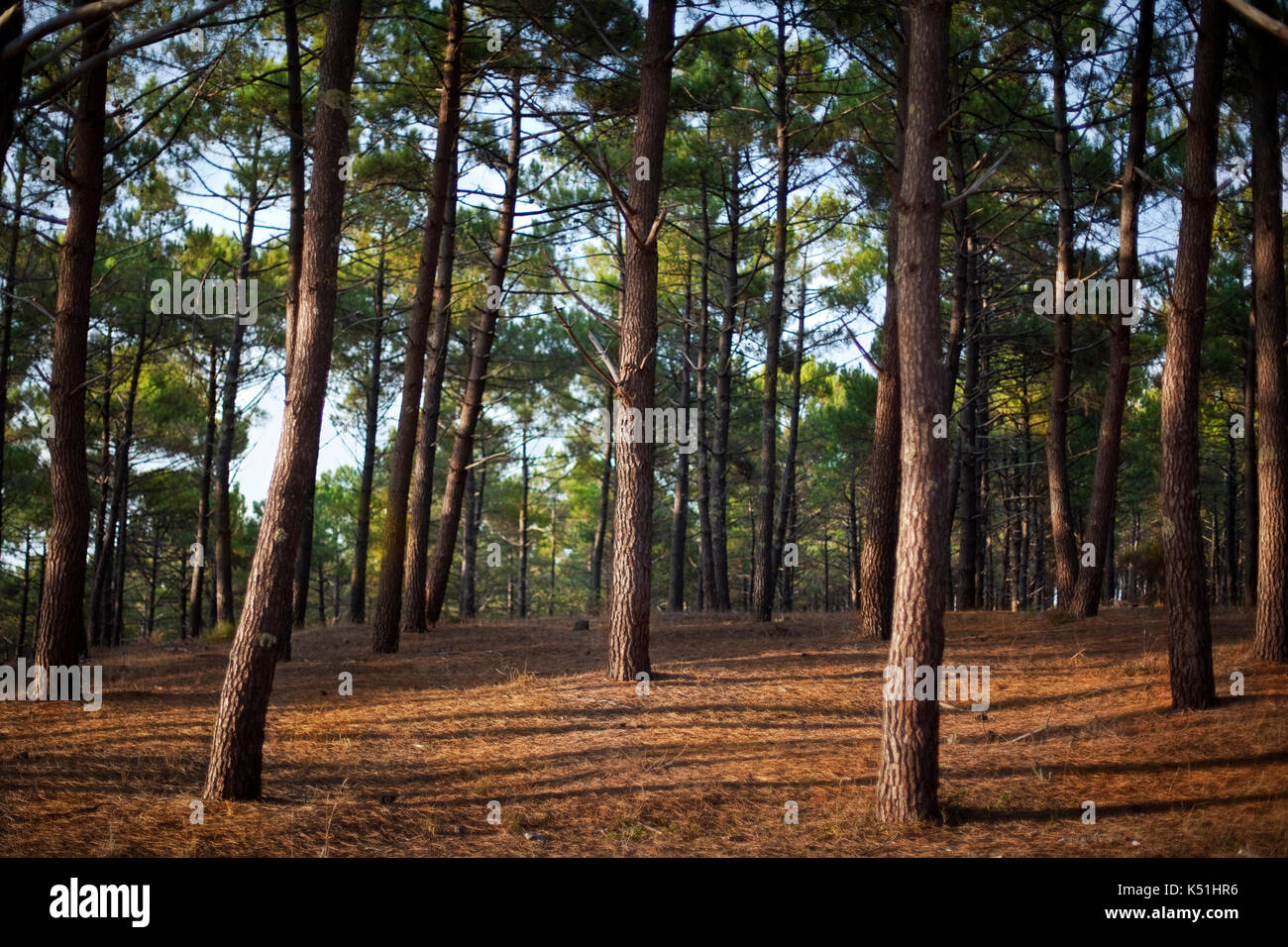 Pine wood trees in a forest near Bordeaux Stock Photo - Alamy
