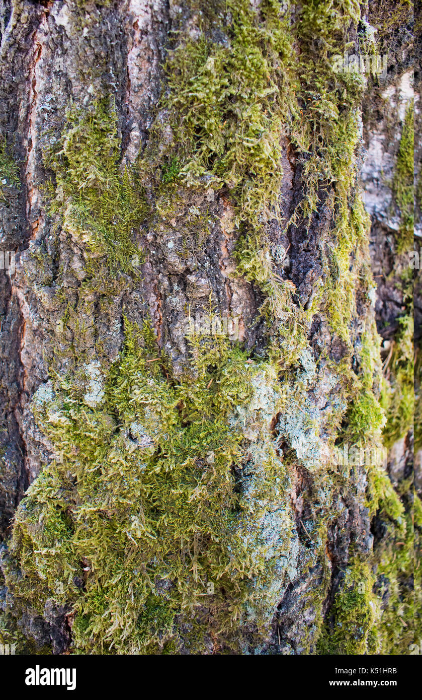 Moss on pine bark hi-res stock photography and images - Alamy