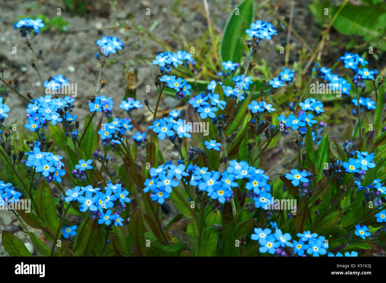 Botanical garden, the beautiful flowers in bloom and delight in the ...