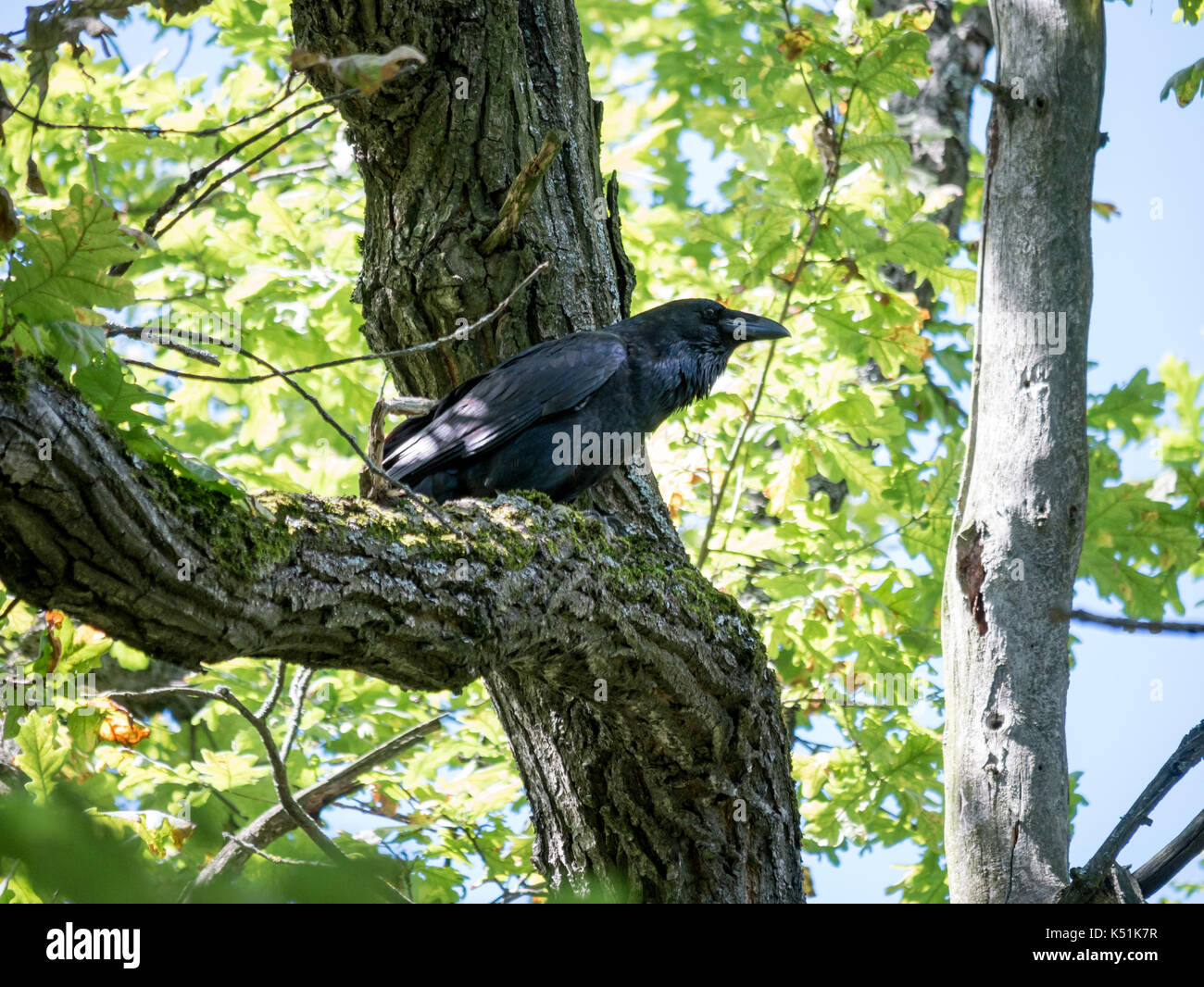 Raven corvus corax twig hi-res stock photography and images - Alamy