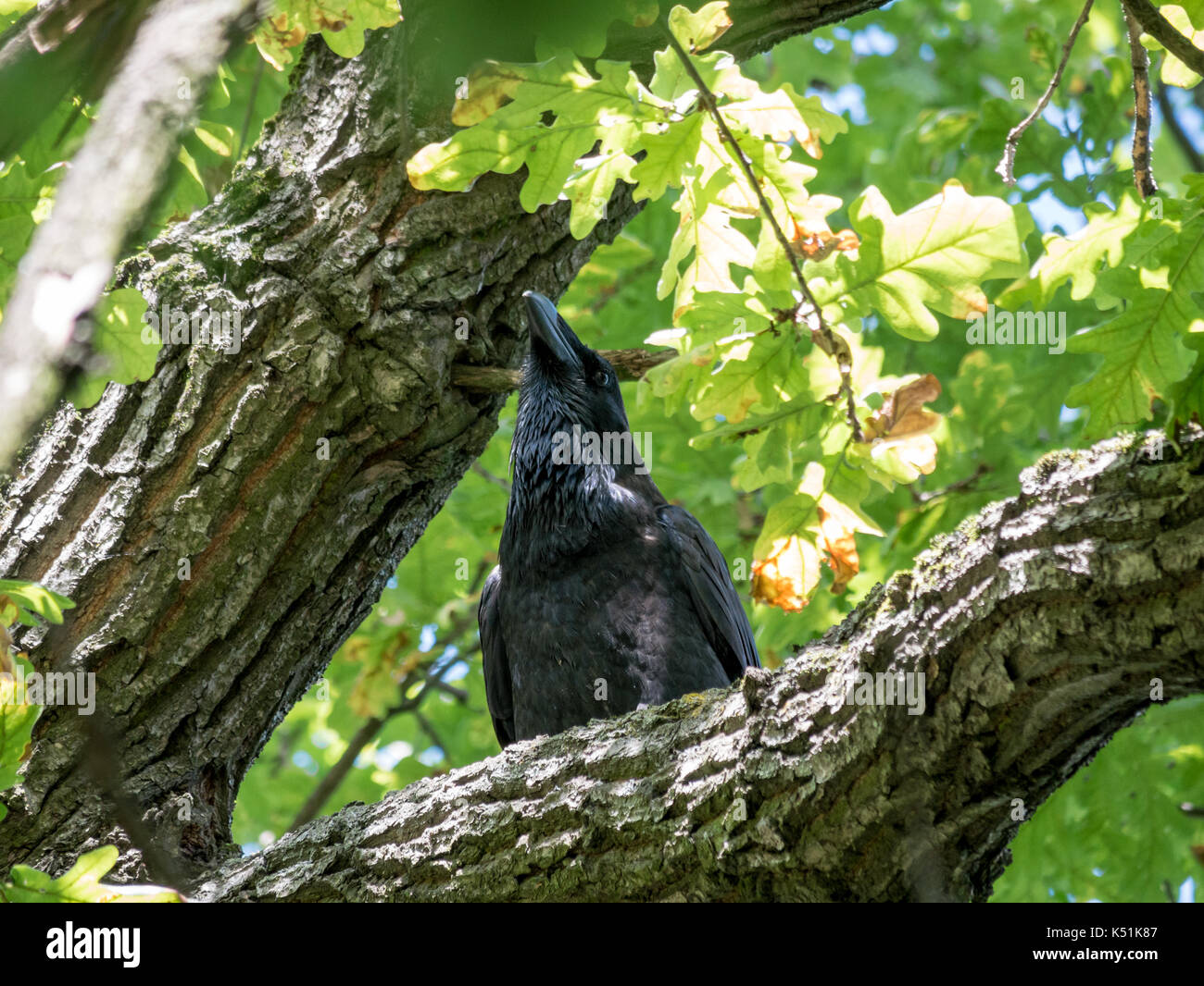 Raven corvus corax twig hi-res stock photography and images - Alamy