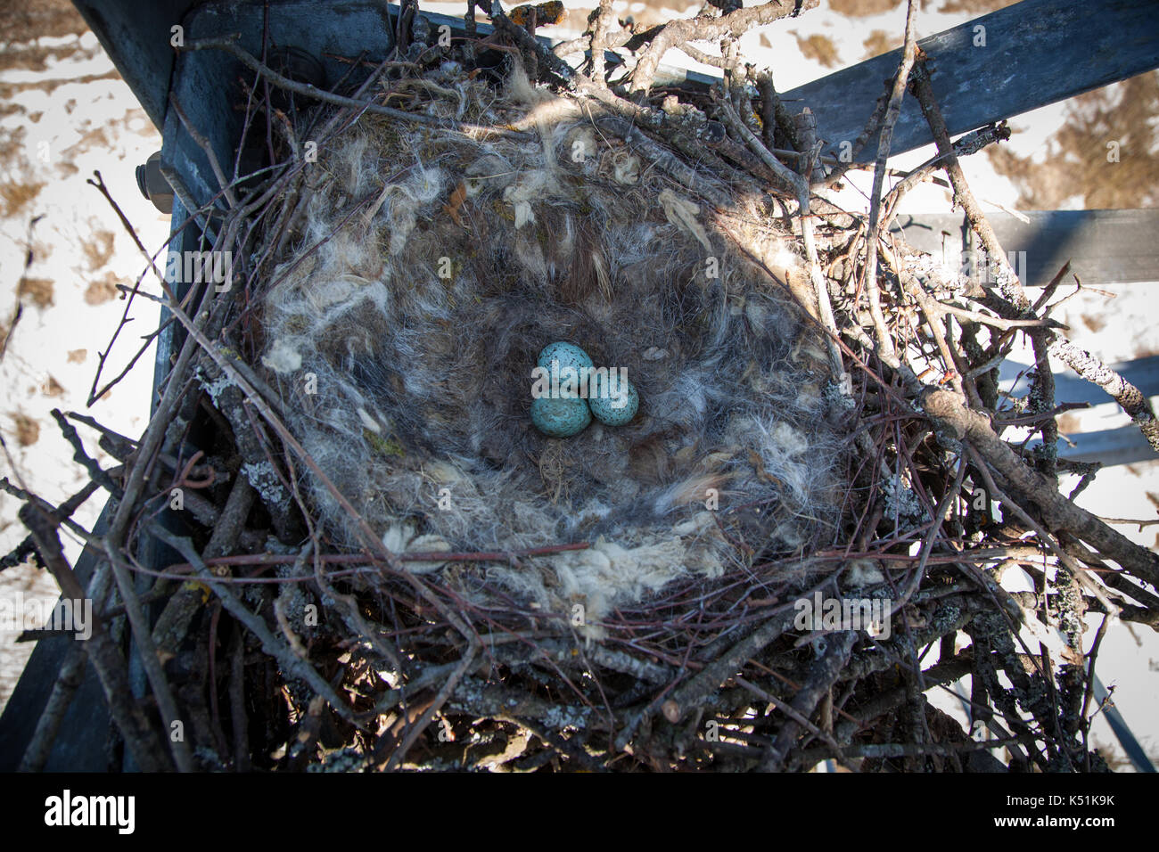 Corvus corax. The nest of the Common Raven in nature Stock Photo - Alamy