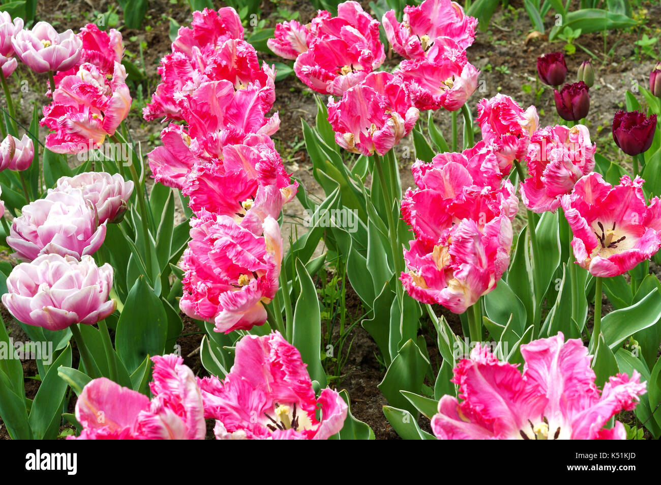 Botanical garden, the beautiful flowers in bloom and delight in the ...