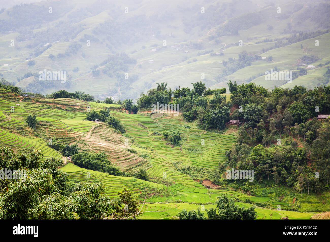 Vietnam cambodia rice fields hi-res stock photography and images - Alamy