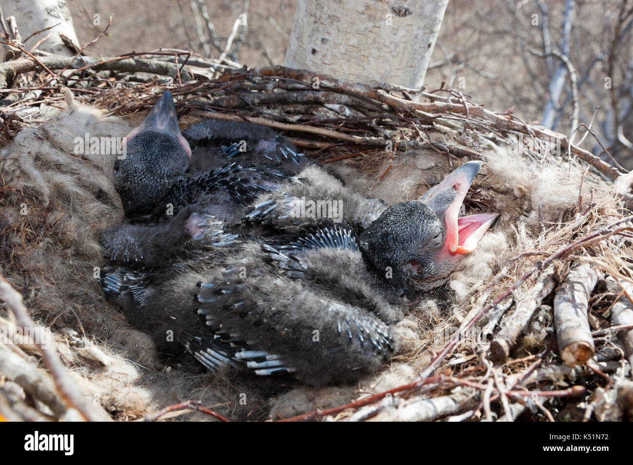 Common raven chicks nest hi-res stock photography and images - Alamy