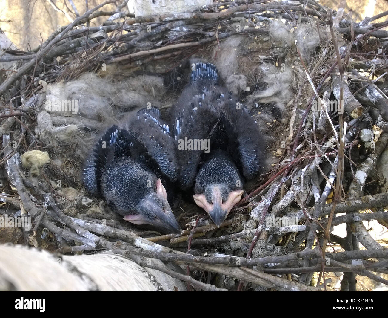 Common raven chicks nest hi-res stock photography and images - Alamy