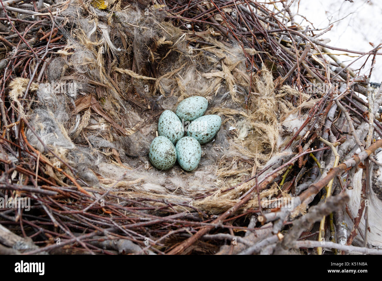 Raven in nature hi-res stock photography and images - Alamy