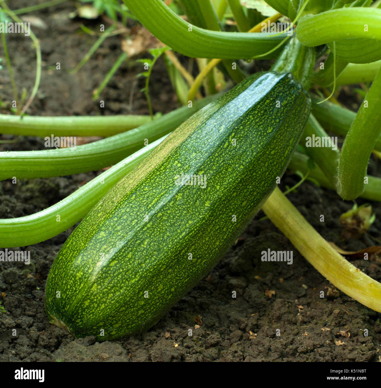 Courgette on the garden Stock Photo - Alamy