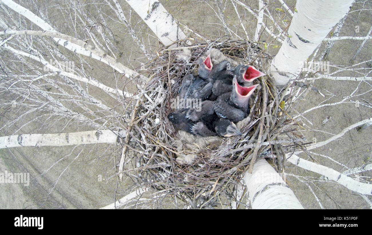 Common raven chicks nest hi-res stock photography and images - Alamy