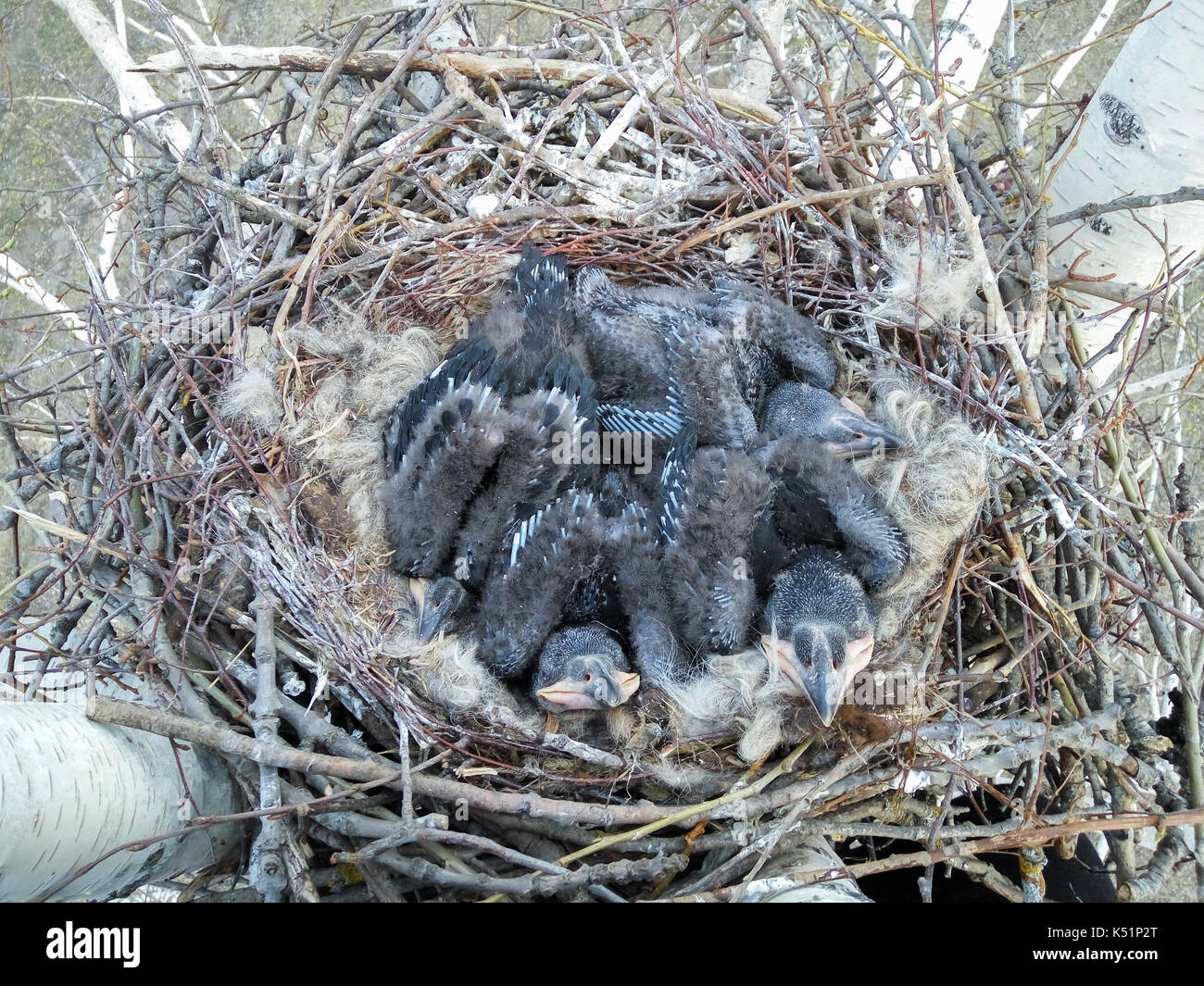 Raven chicks in nest hi-res stock photography and images - Alamy