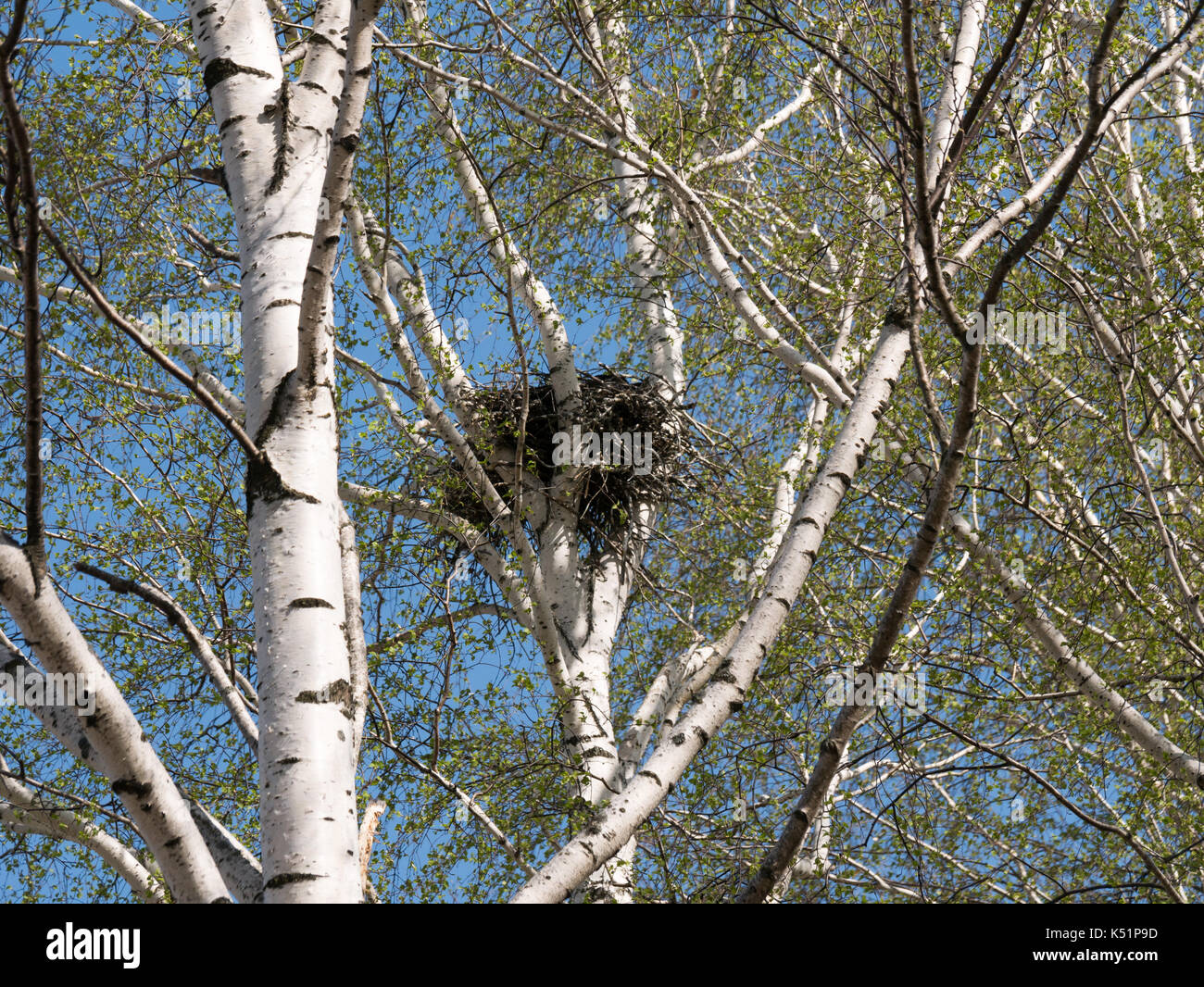 Raven chicks in nest hi-res stock photography and images - Alamy