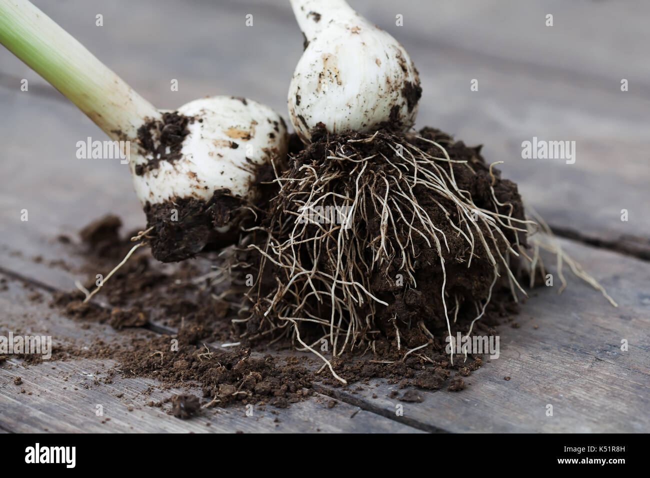 Plant roots soil bulb hi-res stock photography and images - Alamy