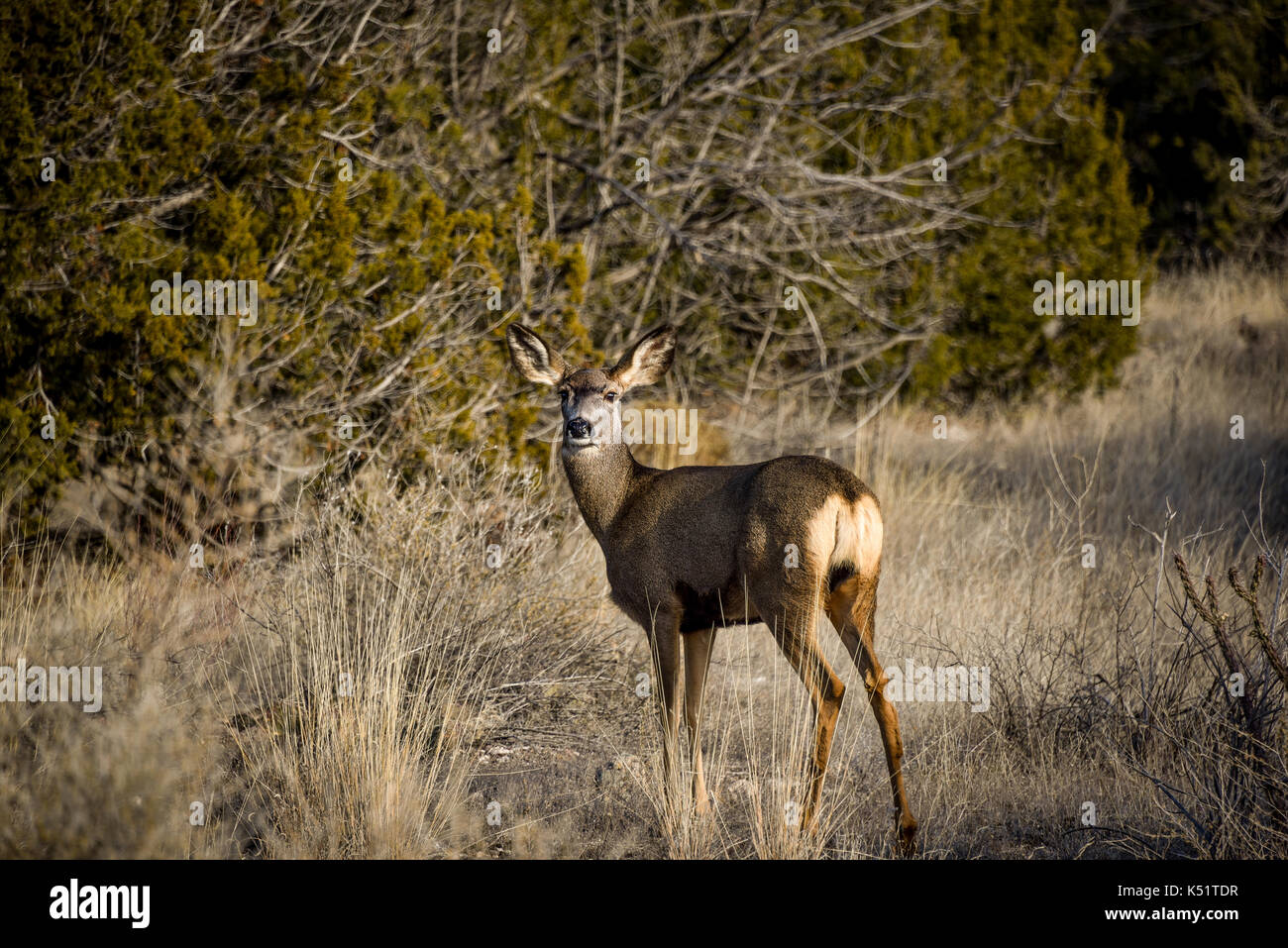 Mule deer desert hi-res stock photography and images - Alamy