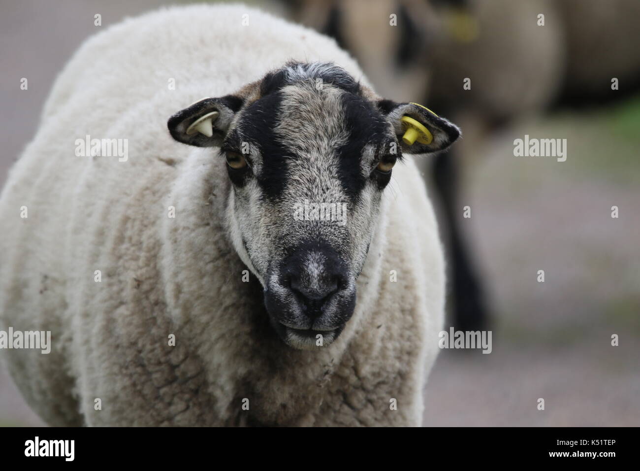Wooly head hi-res stock photography and images - Alamy