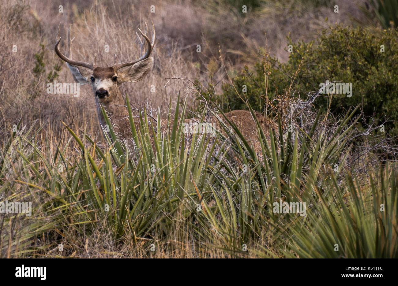 Mule deer desert hi-res stock photography and images - Alamy