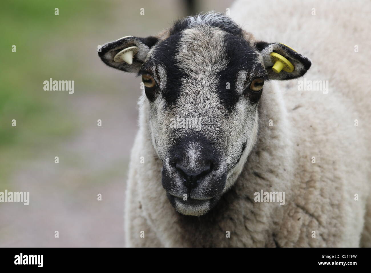 Wooly head hi-res stock photography and images - Alamy