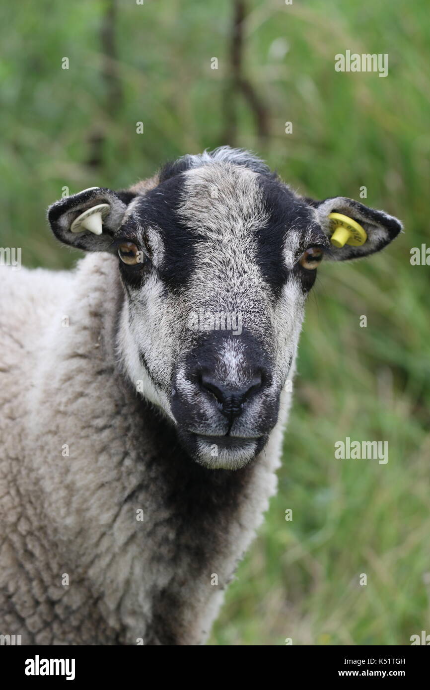 Close up of a sheep and its head with identification tags in its ears ...