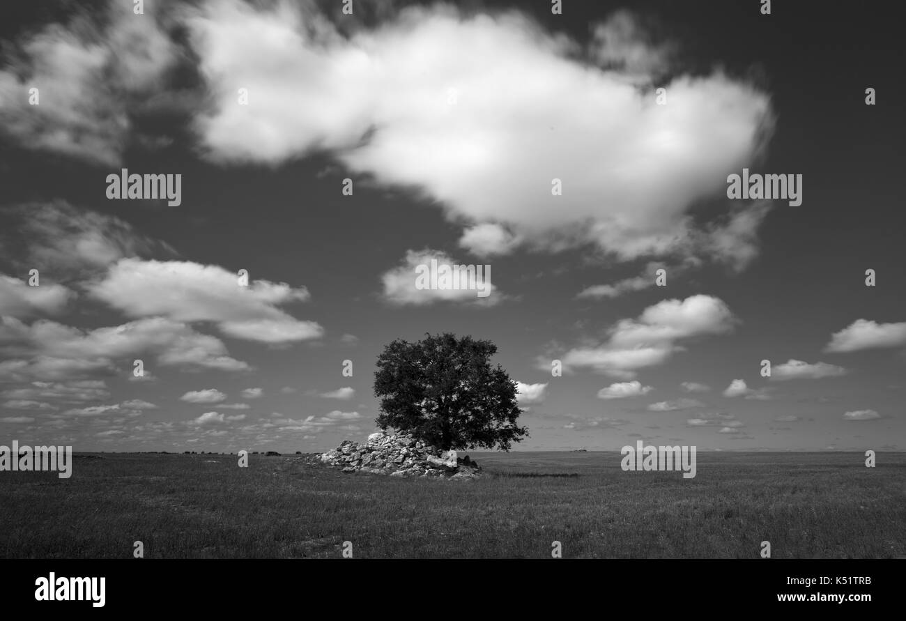 Summer rural field in Black and White Stock Photos & Images - Alamy