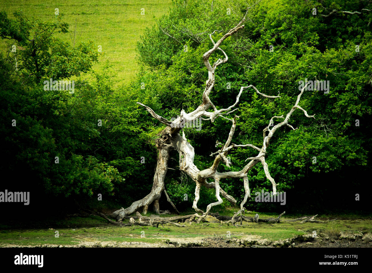 Trees and branches in the outdoors Stock Photo - Alamy