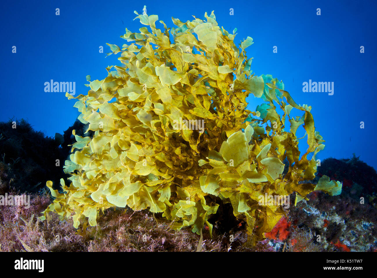 Stypopodium hi-res stock photography and images - Alamy