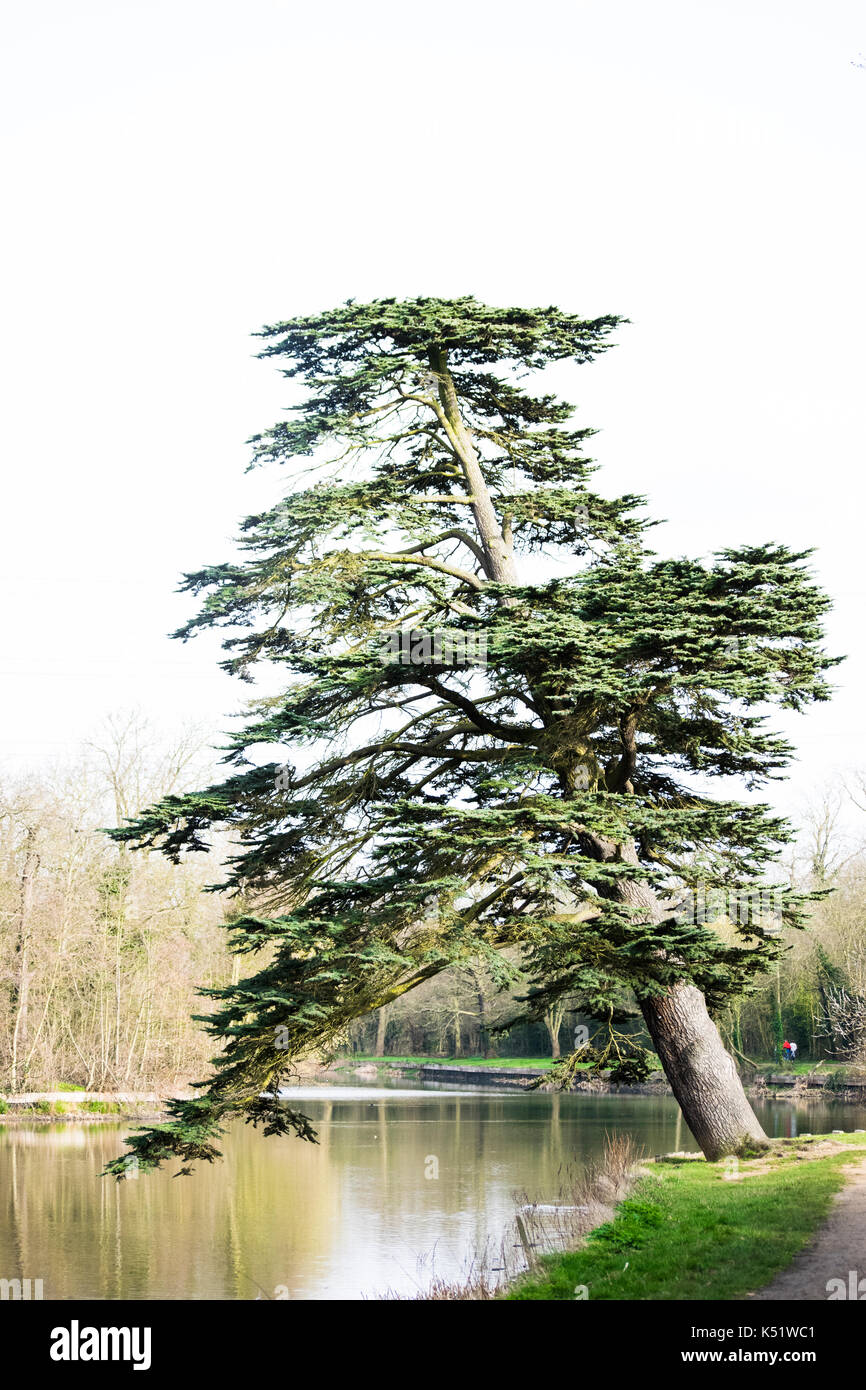 Tall and short trees silhouette hi-res stock photography and images - Alamy