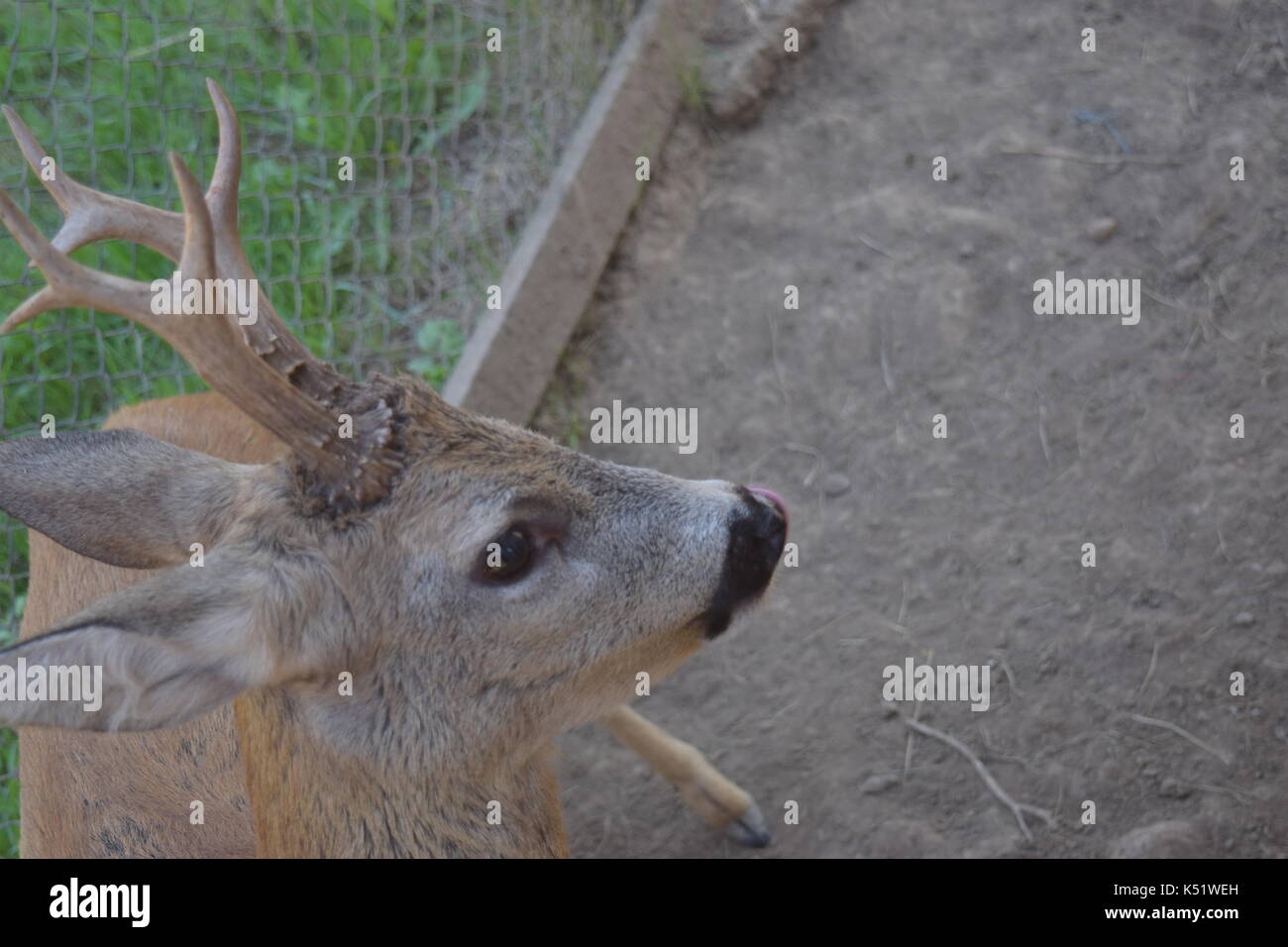 Jousting ground hi-res stock photography and images - Alamy