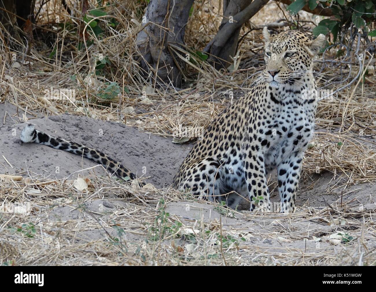Leopard in bush watching hi-res stock photography and images - Alamy