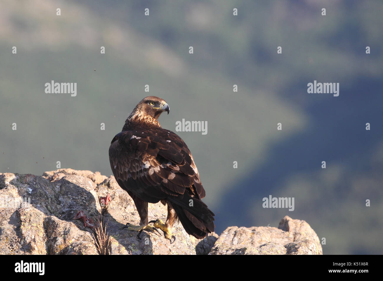 Bald eagle hunting rabbit hi-res stock photography and images - Alamy