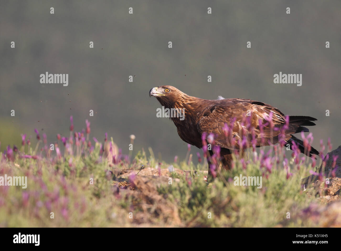 Bald eagle hunting rabbit hi-res stock photography and images - Alamy