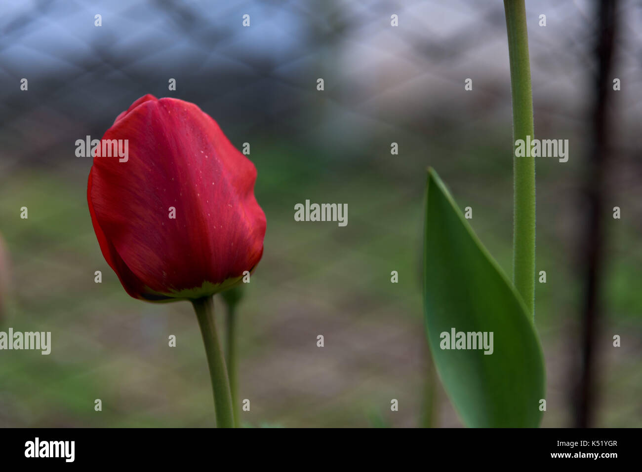 Tulipsscenery hi-res stock photography and images - Alamy