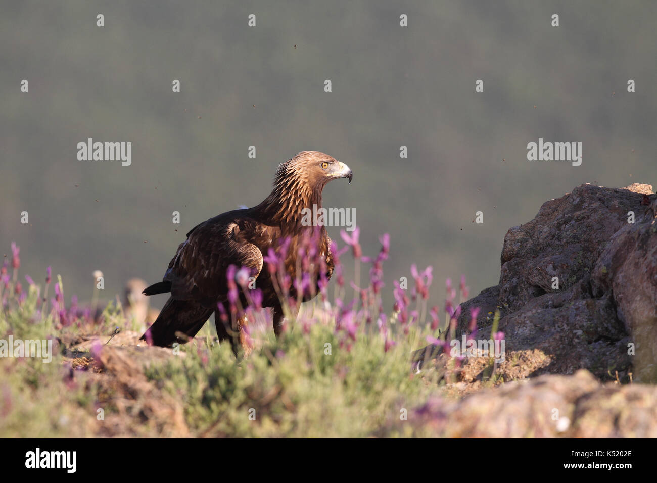 Bald eagle hunting rabbit hi-res stock photography and images - Alamy