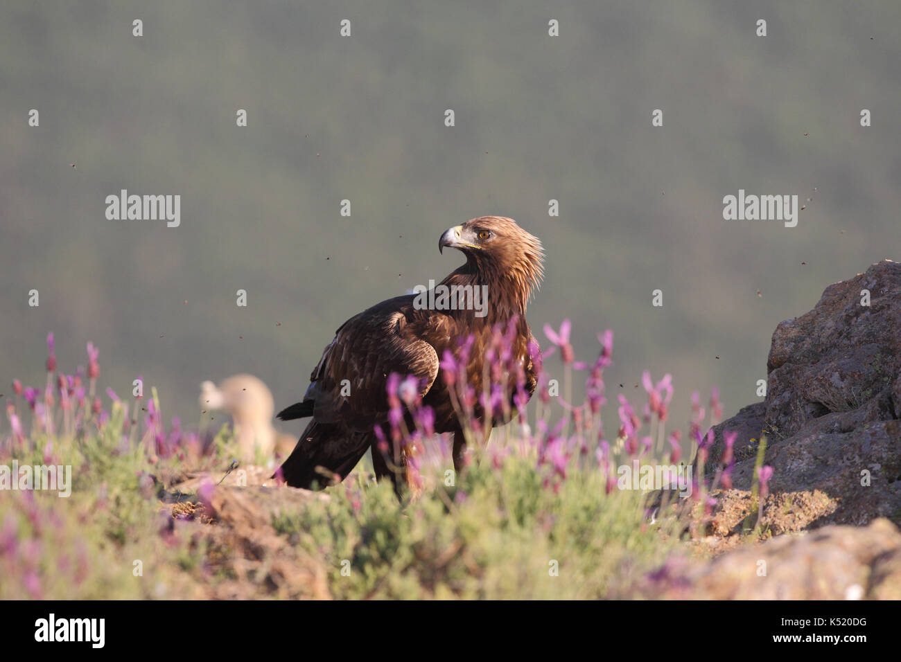 Bald eagle hunting rabbit hi-res stock photography and images - Alamy