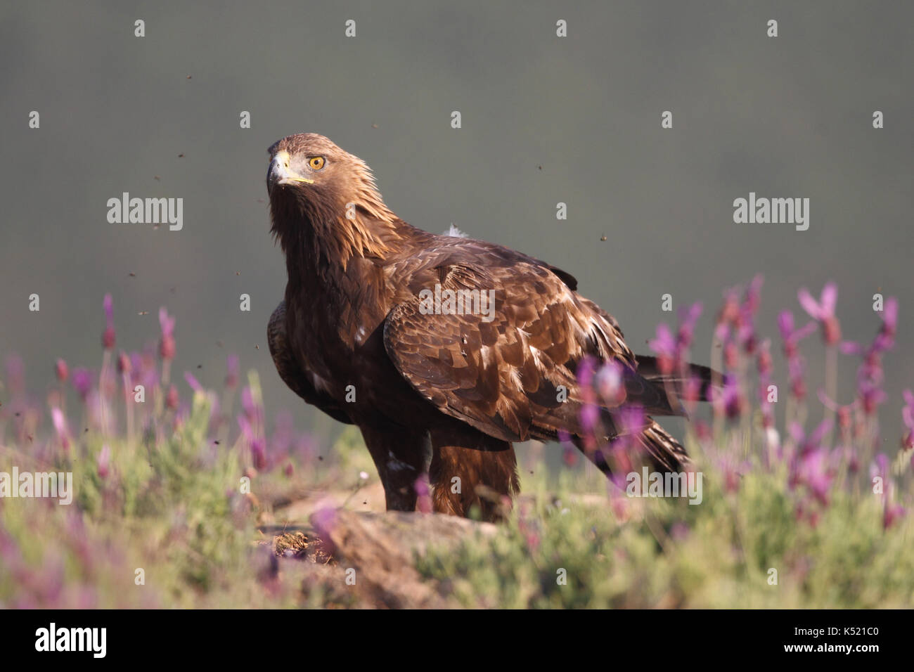 Bald eagle hunting rabbit hi-res stock photography and images - Alamy